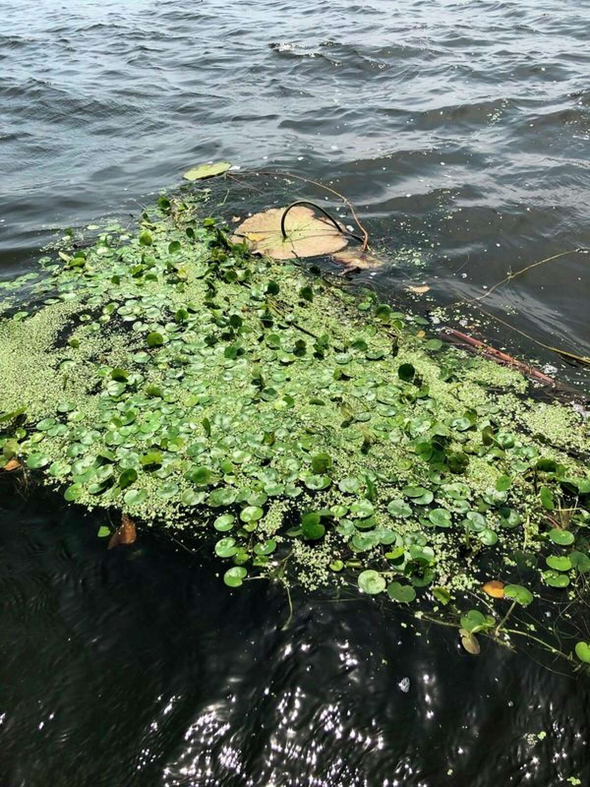 European frogbit found in two locations near Lake Michigan