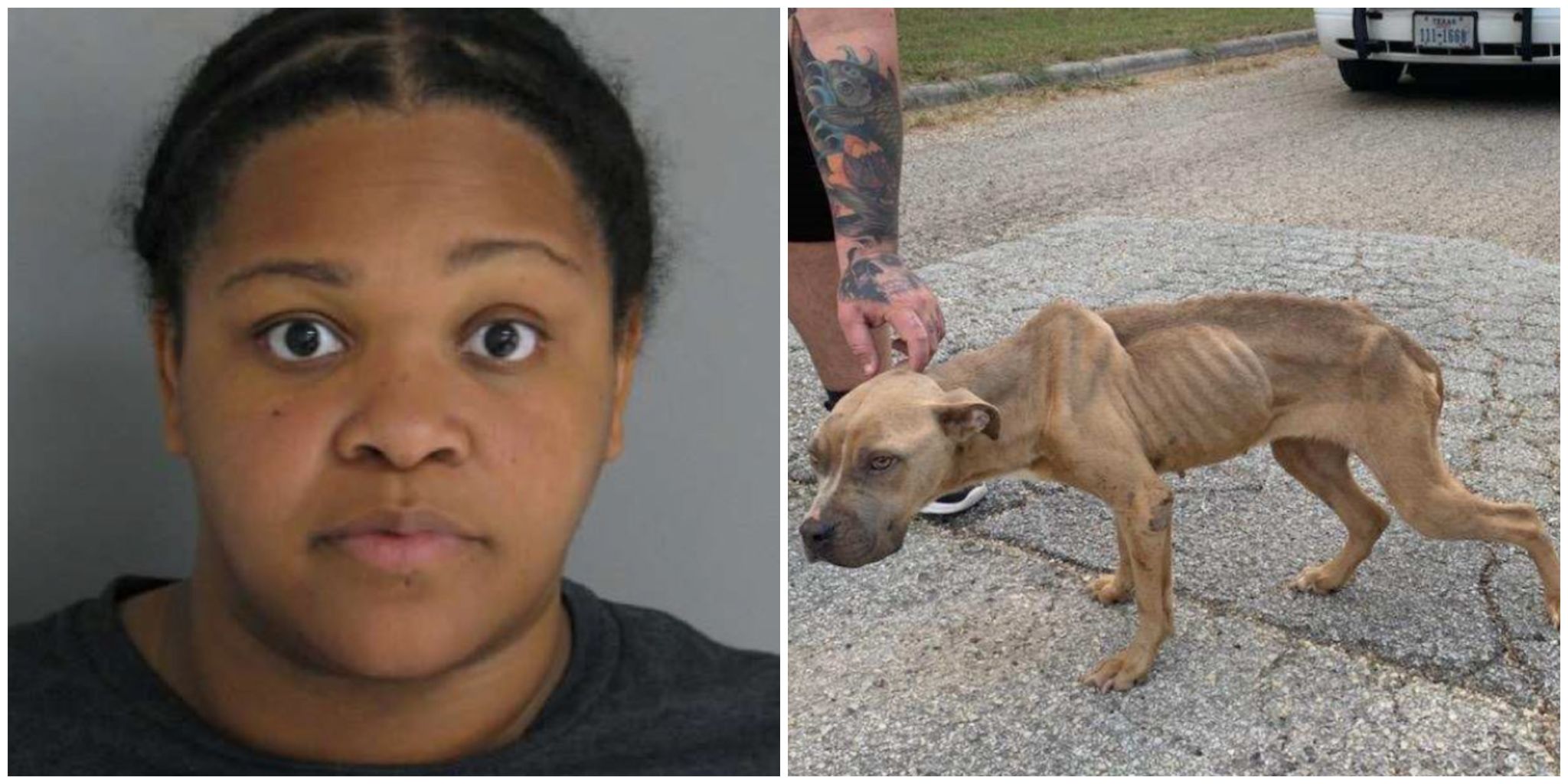 Houston woman accused of throwing an apparently starving puppy onto the ...