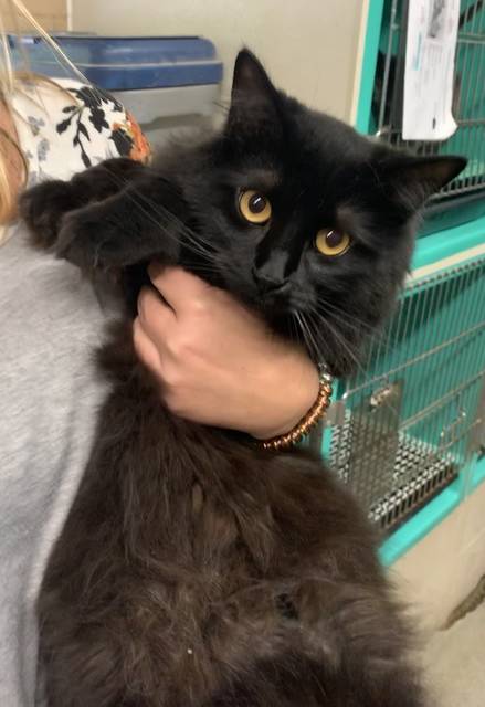 Madison County Animal Control helps reunite stray cat with owner in Florida