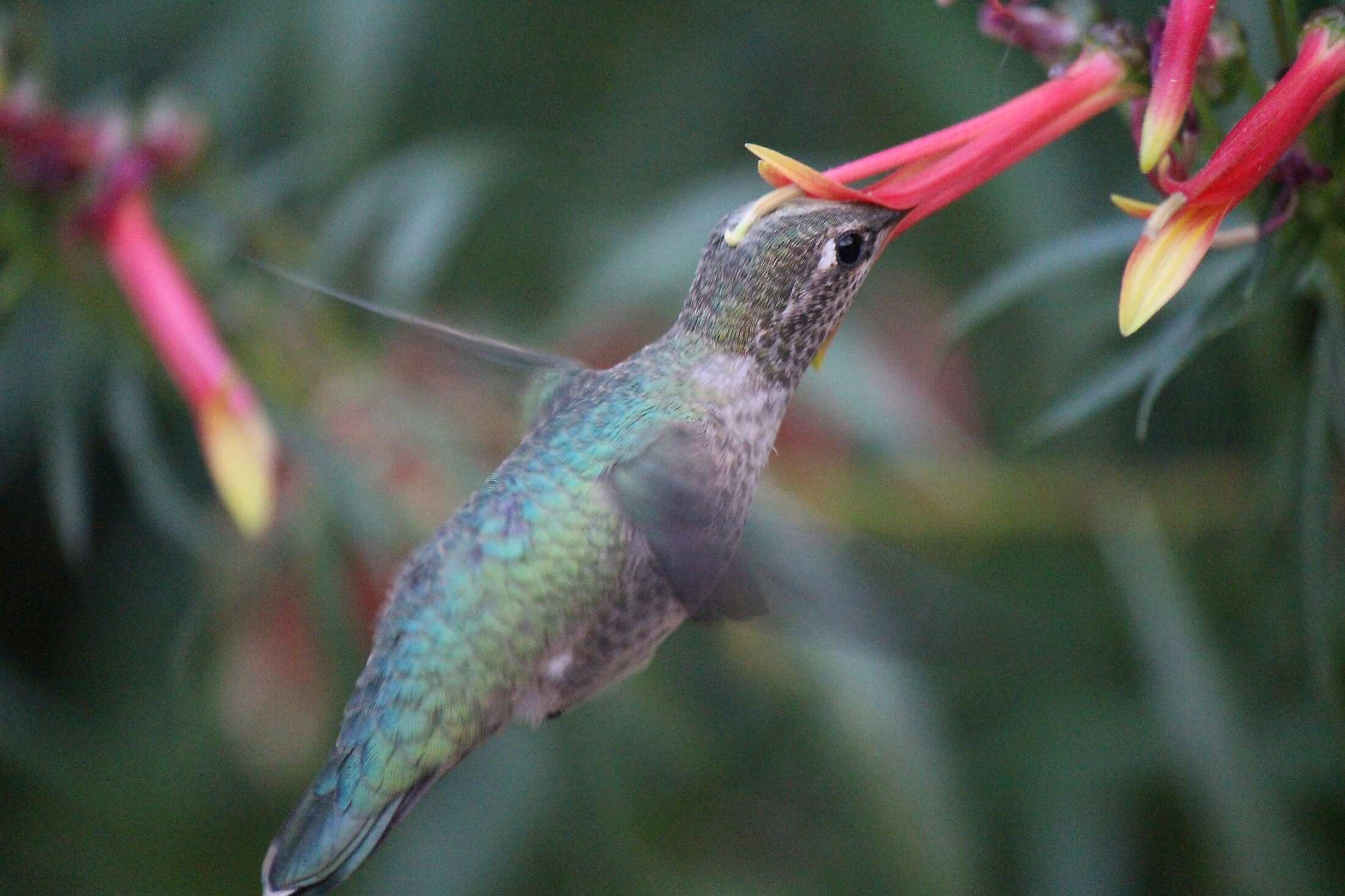 A hummingbird garden for all the seasons