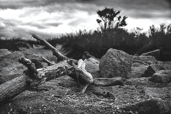 Double Vision: Images by Mark Battista and David Bellucci