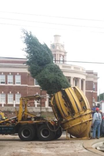 New Freedom Tree planted at Freedom Park