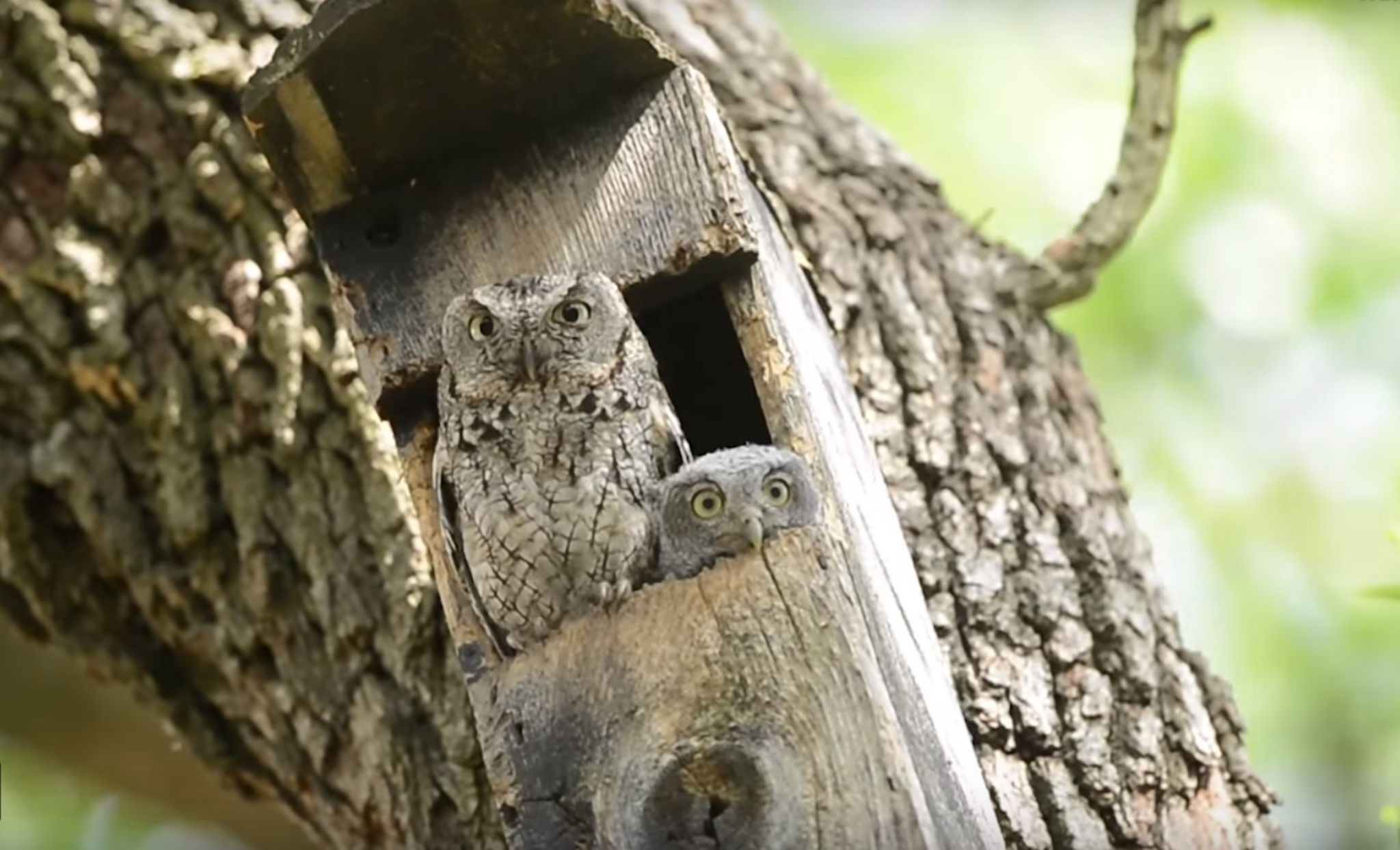 Rehabbed owls rescued at Rice University will be released there ahead ...