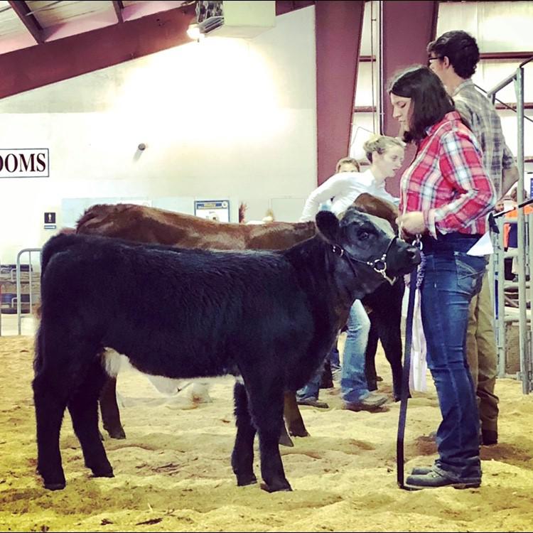 Trumbull students raising blue-ribbon animals