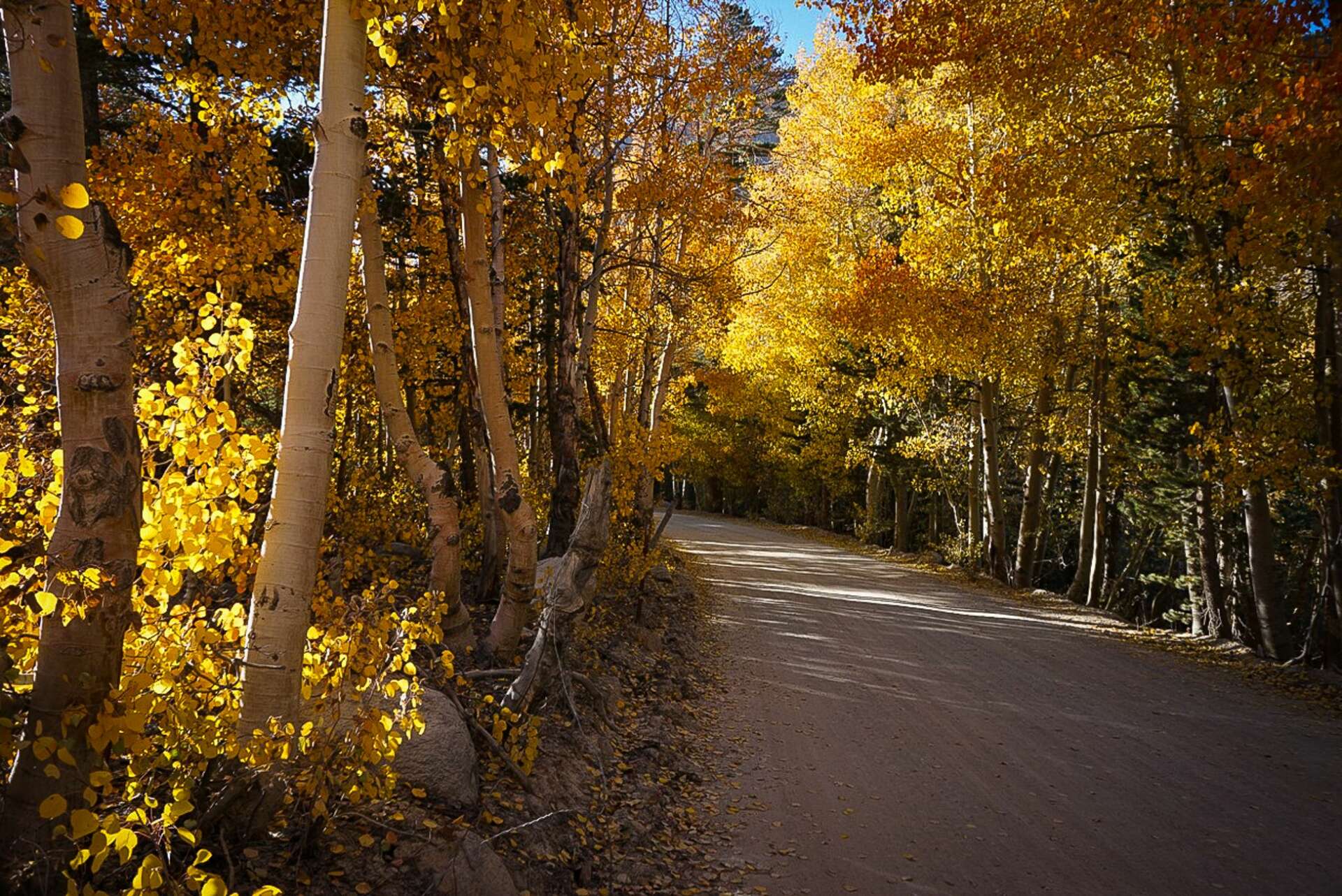 Who needs the East Coast? Fall foliage in the Sierra looks insanely ...