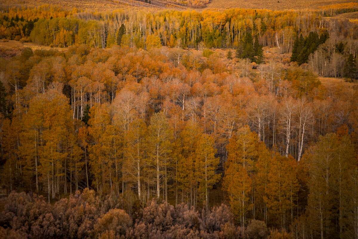 Who needs the East Coast? Fall foliage in the Sierra looks insanely ...