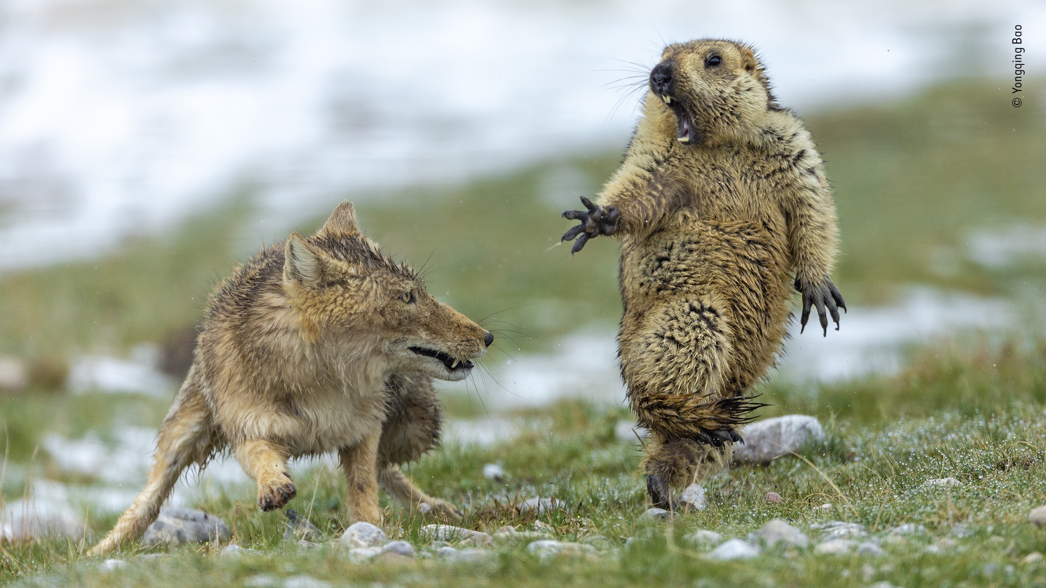 Nature's thrills captured in awe-inspiring Wildlife Photographer of ...