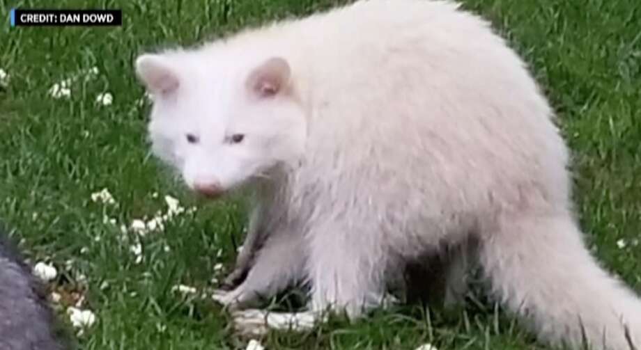 Wild video: Man spots rare albino raccoon roaming his backyard - Alton ...