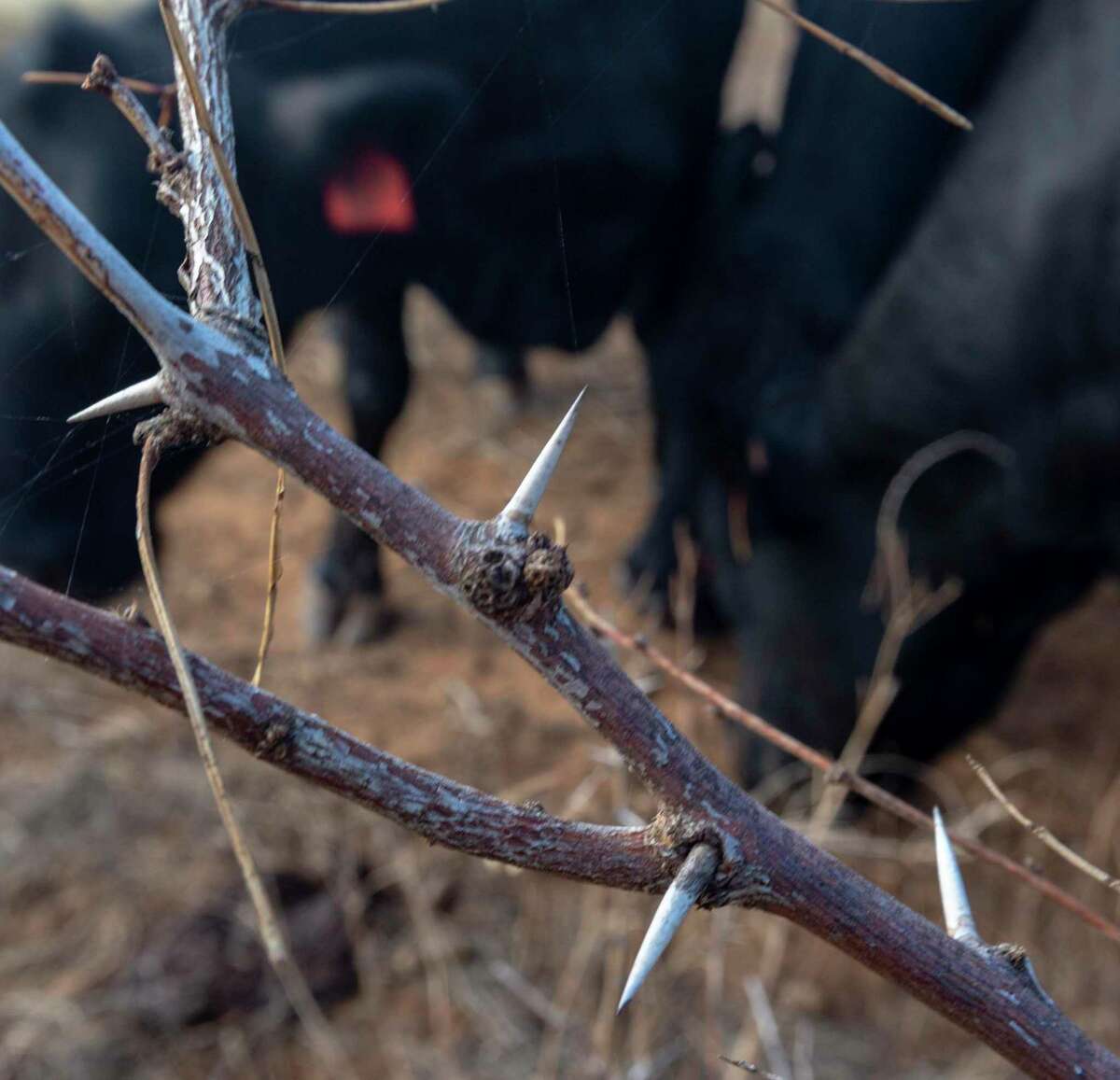 Argentina helping to improve the native Texas mesquite
