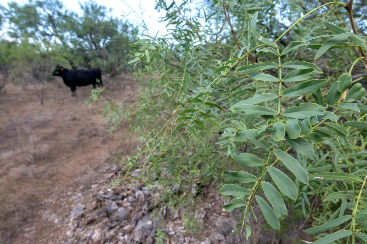 Argentina helping to improve the native Texas mesquite