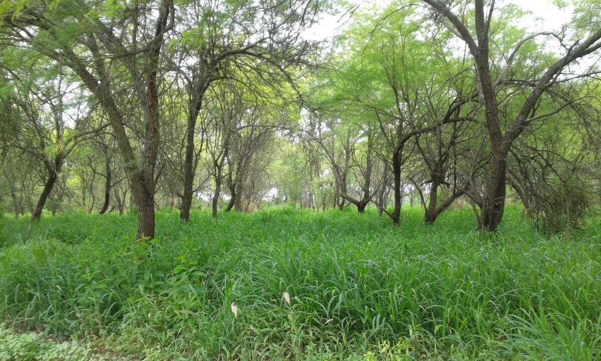 Argentina helping to improve the native Texas mesquite