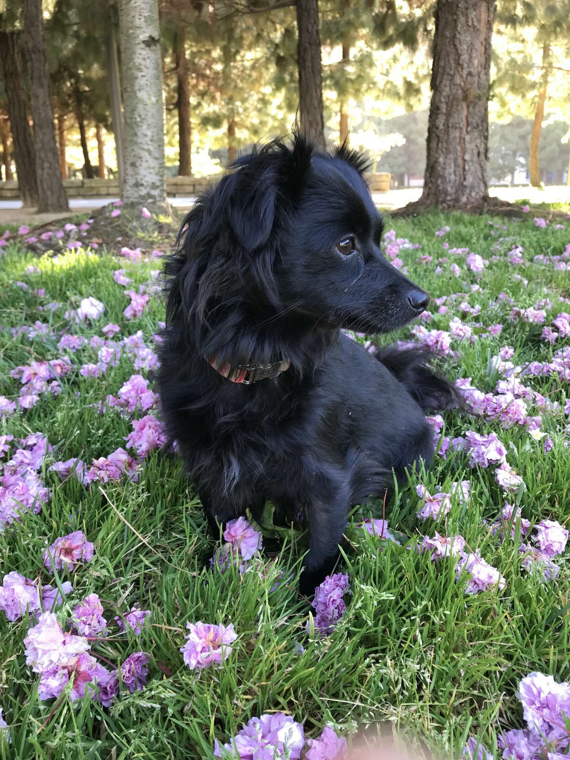 'My dog’s my kid': How much San Franciscans really spend on their dogs