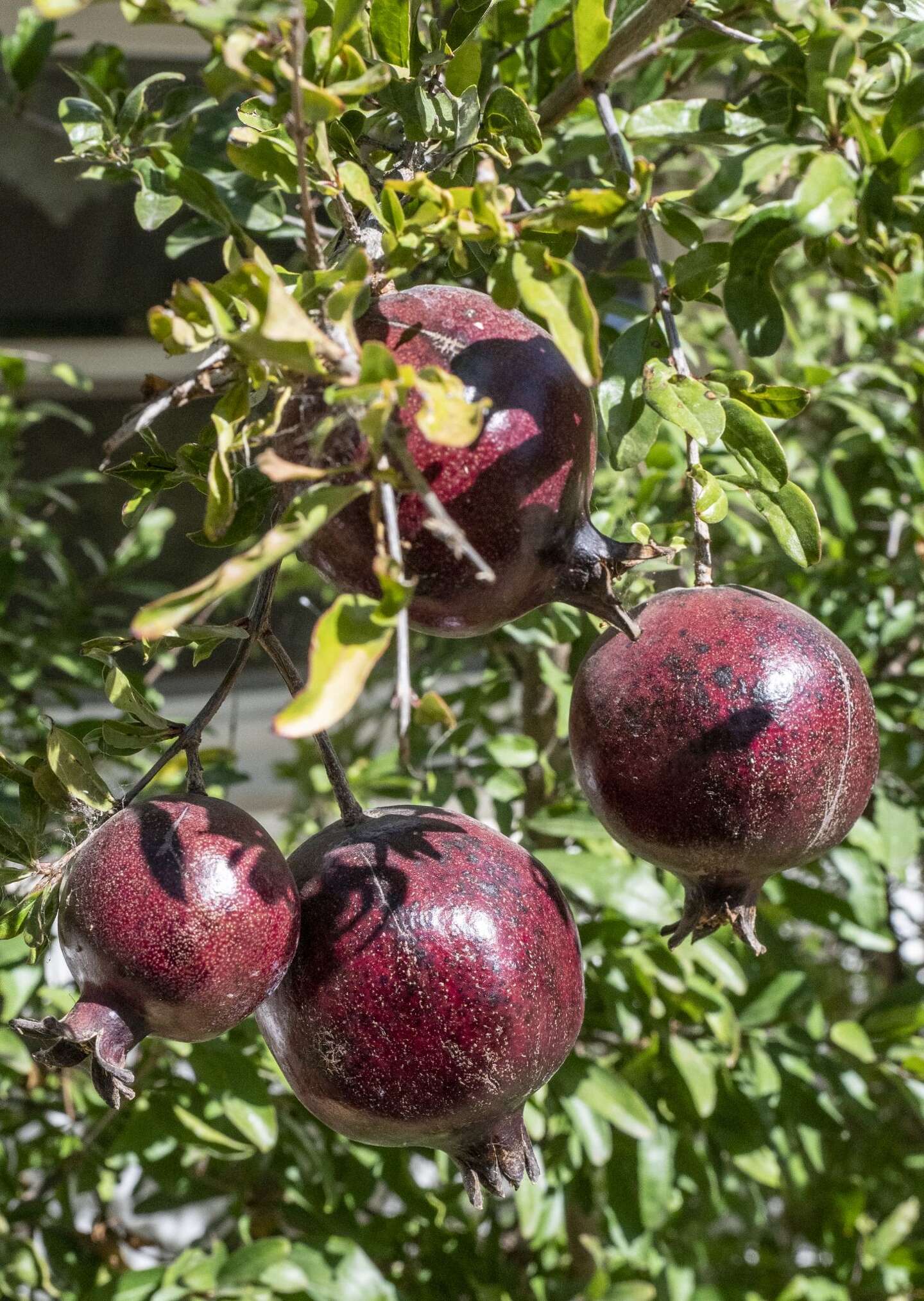 Home gardener grows more than 40 edible plants