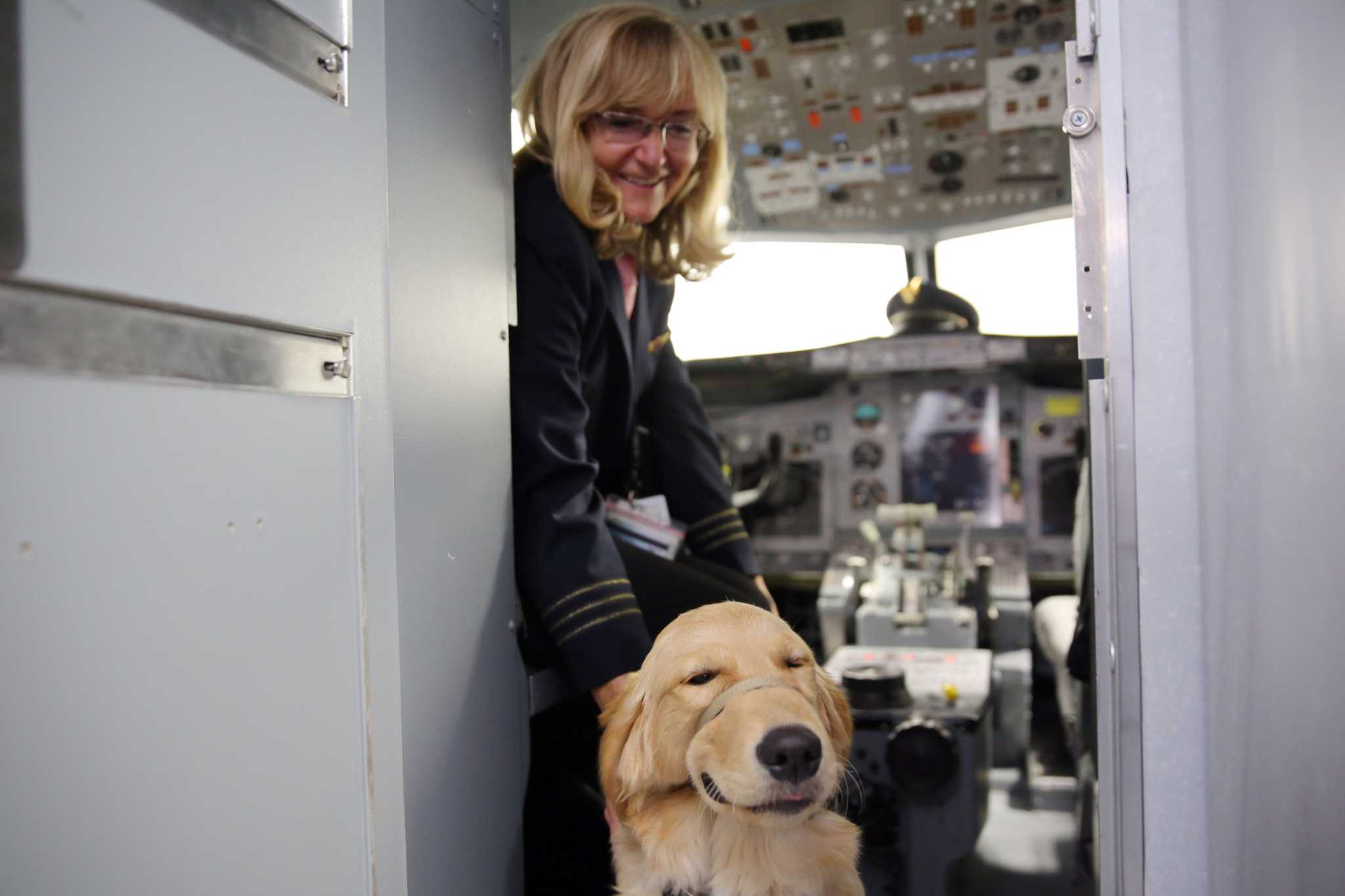 Alaska Airlines provides flight training for guide dogs, a step toward ...