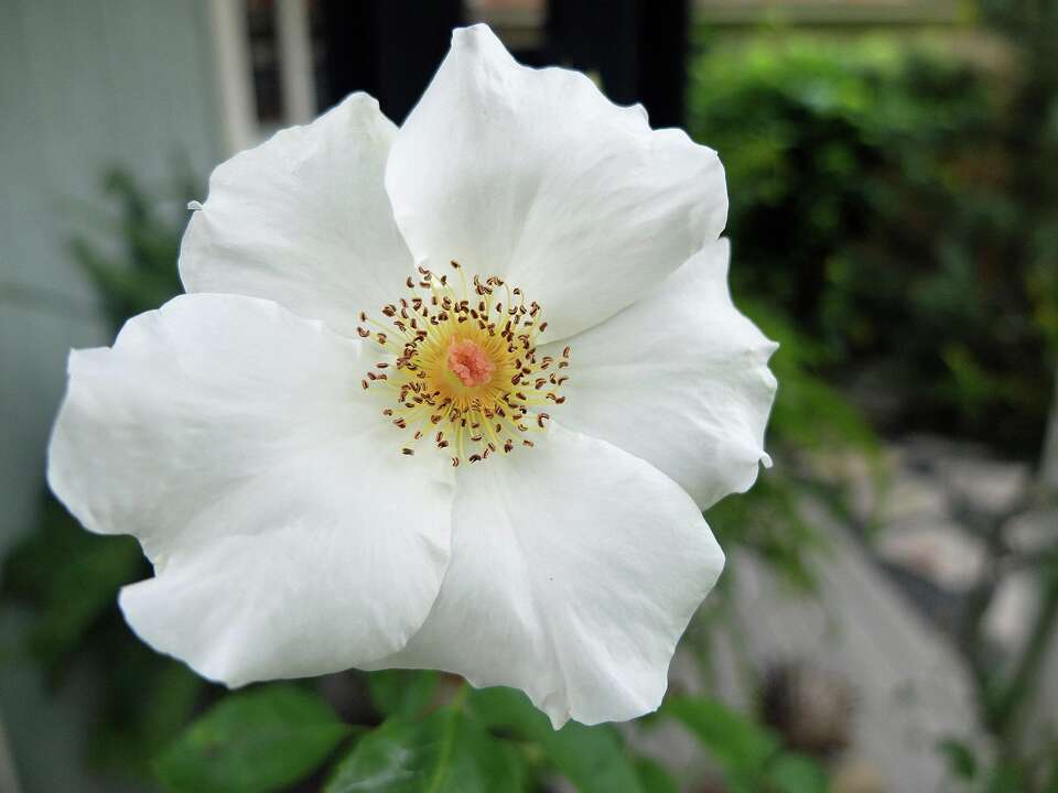 Texas’ Antique Rose Emporium introduces 3 winning roses