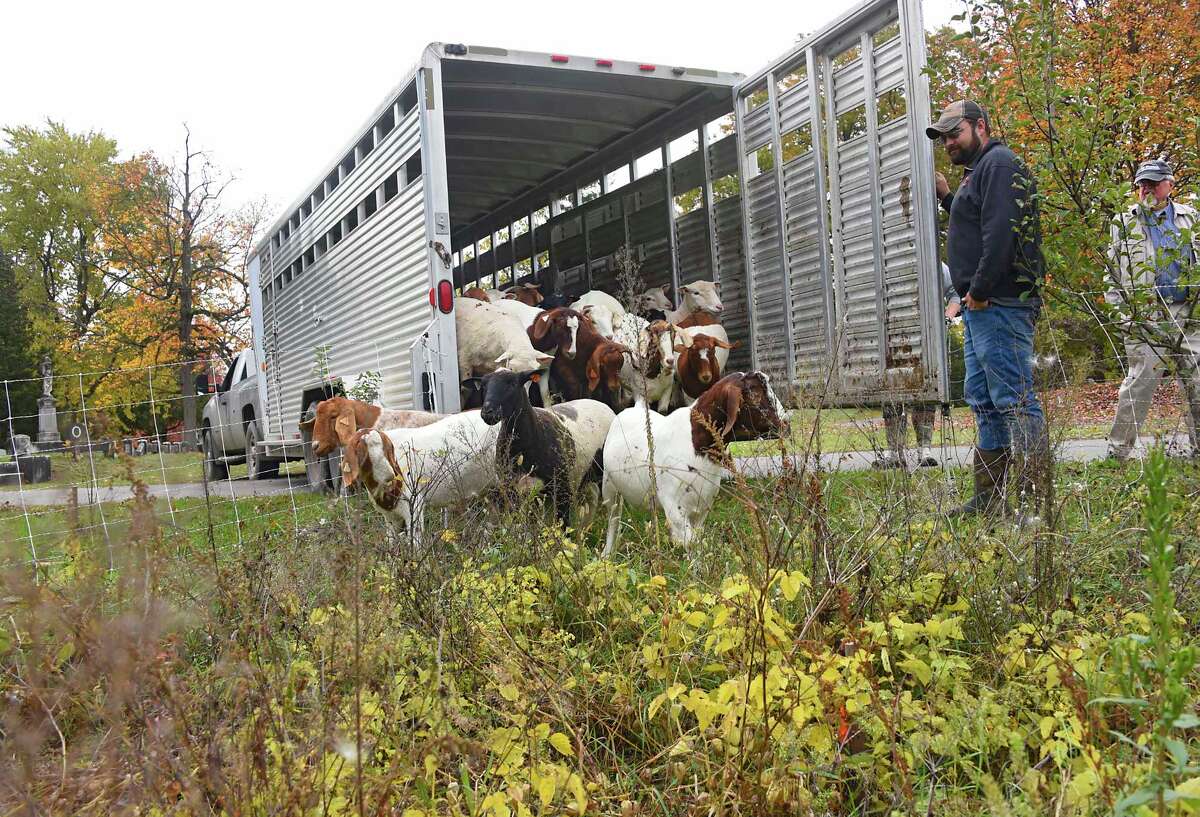 Photos: Goats, sheep graze at Vale Cemetery