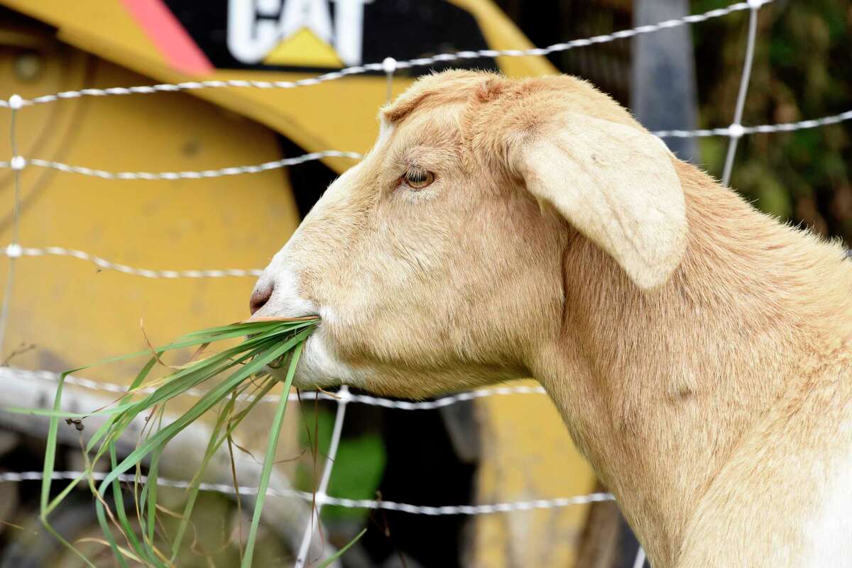 Photos: Goats, sheep graze at Vale Cemetery