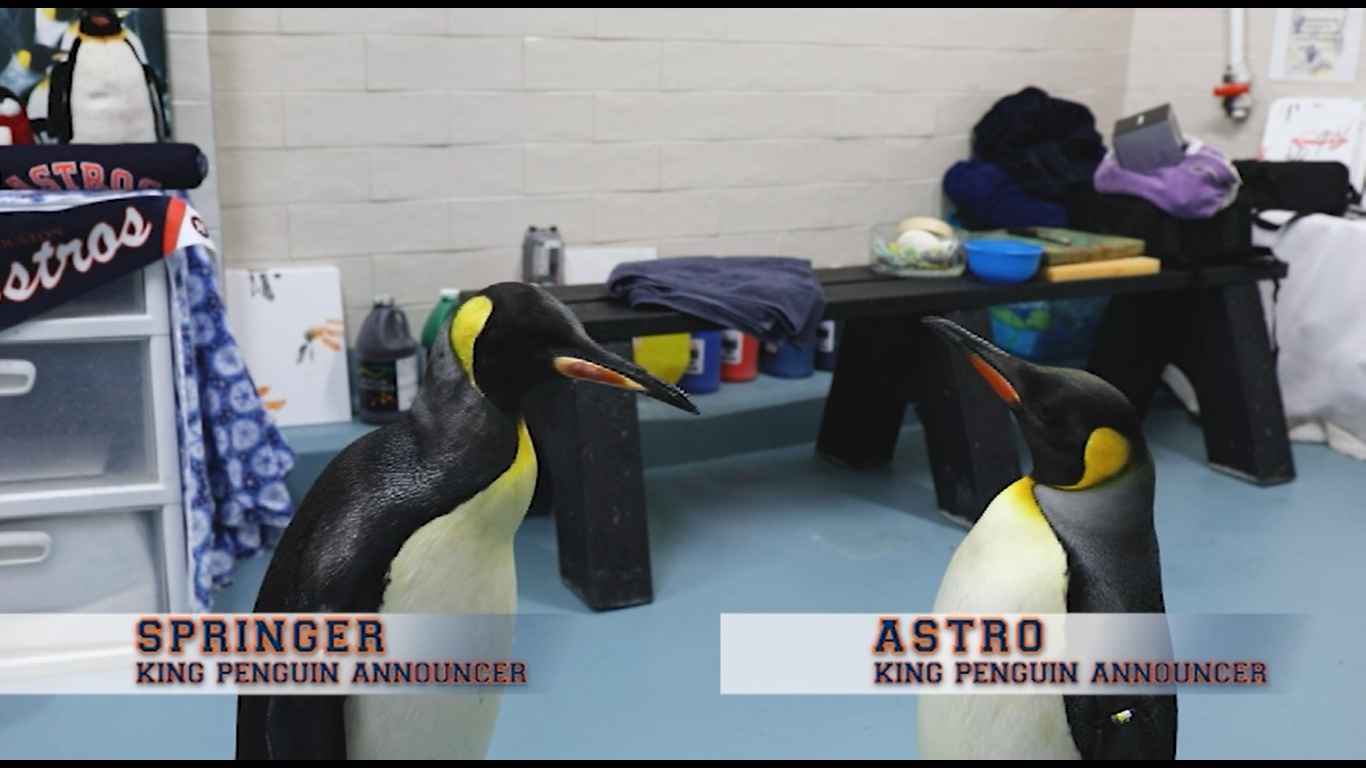 Moody Gardens penguins have a ball cheering on Astros ahead of World ...