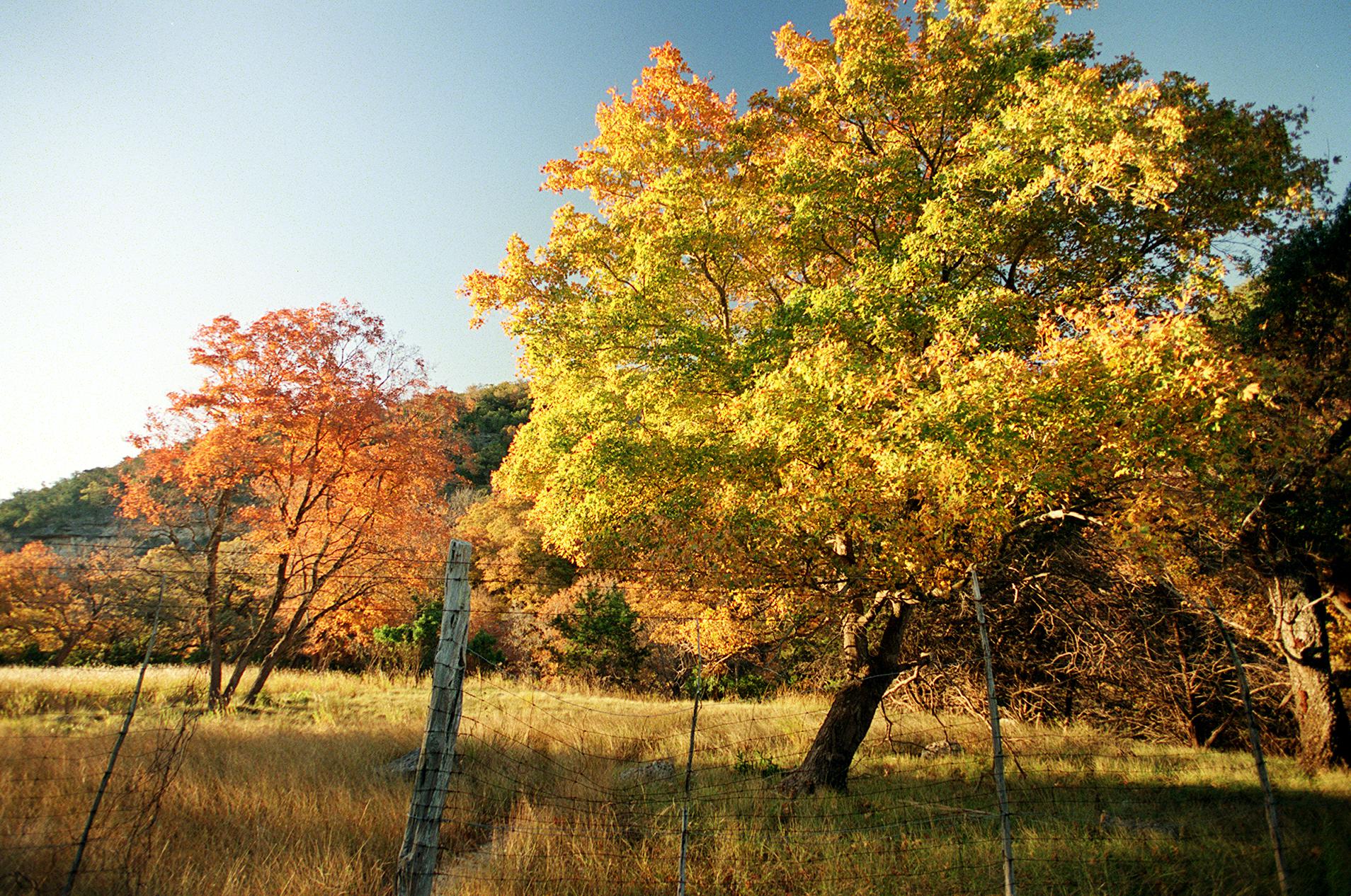 Everything you need to know before planning a Texas foliage trip this fall