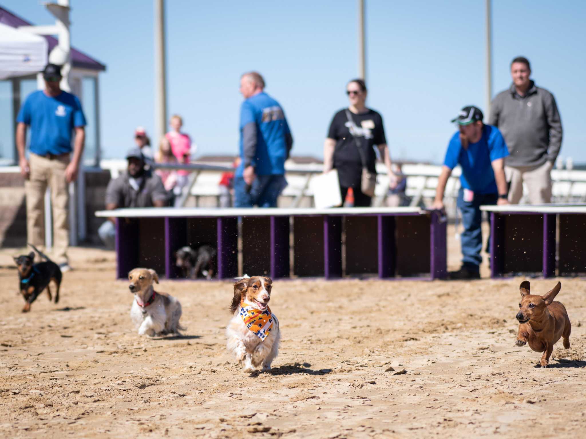 Dachshunds are off and running