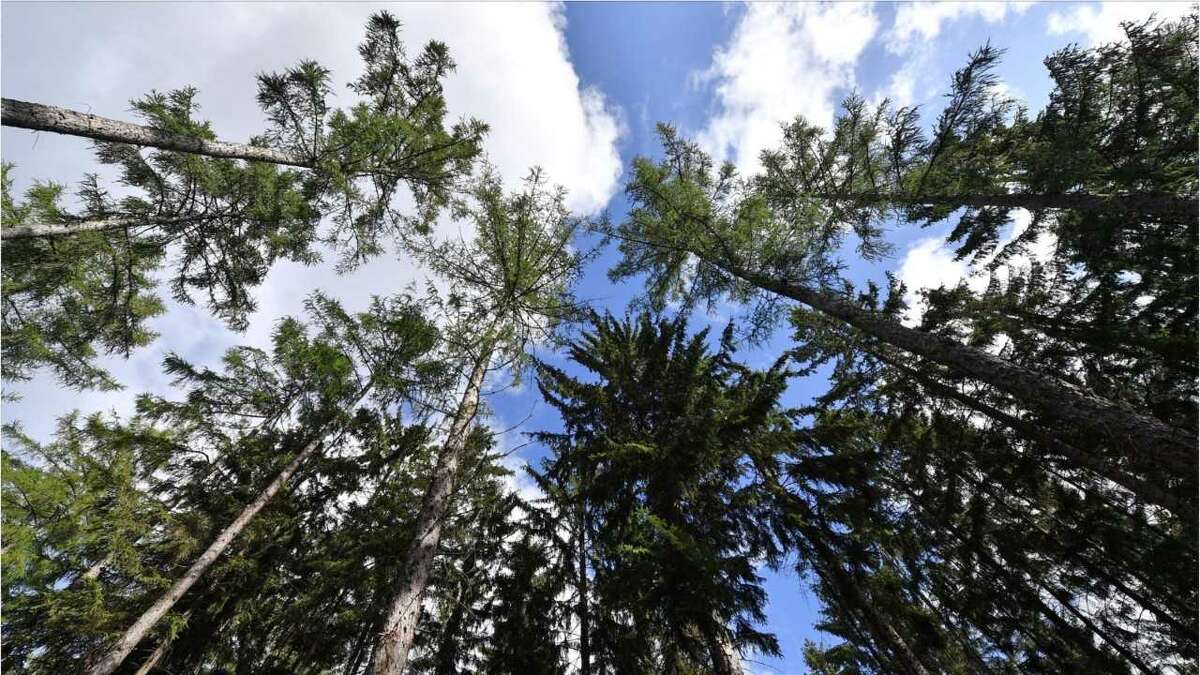 Here's why YouTube content is calling for an effort to plant 20 million ...