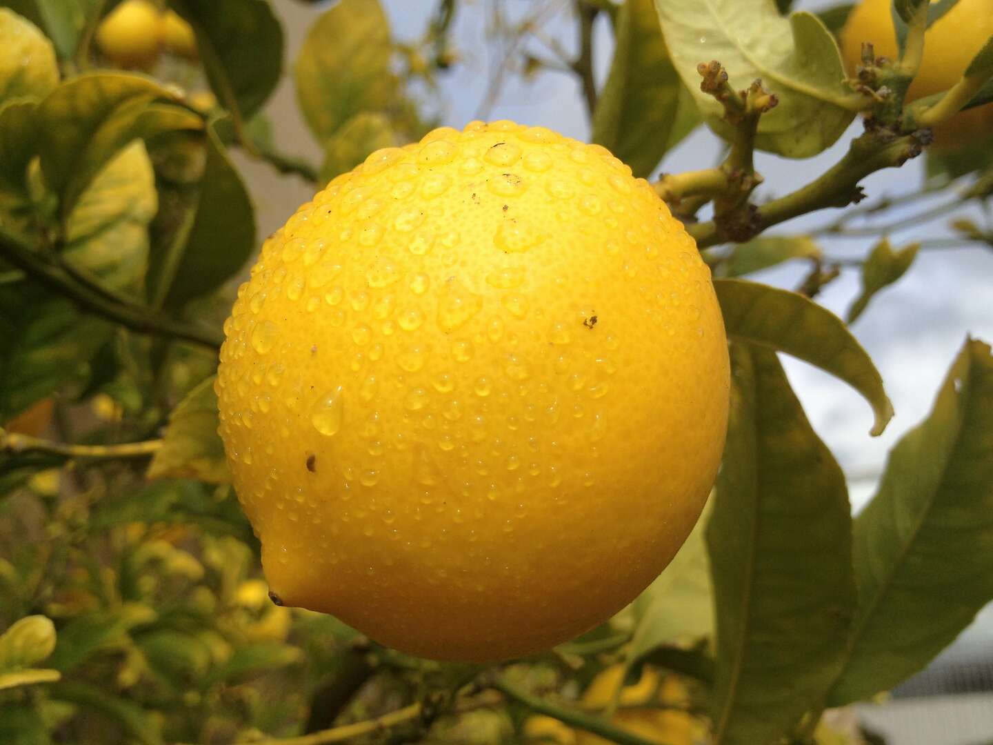 Apricots and Meyer lemons in the Valley of the Heart’s Delight