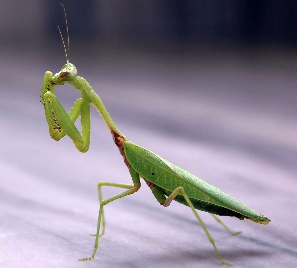 Jerry Walls: The mantis is considered a gardener’s friend