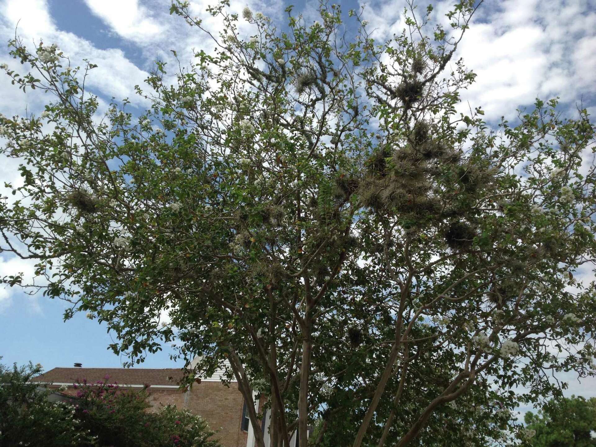 does ball moss kill trees