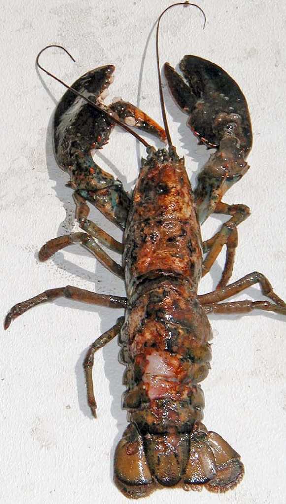 Mystery in the Sound: Why are the shells of lobsters wasting away?