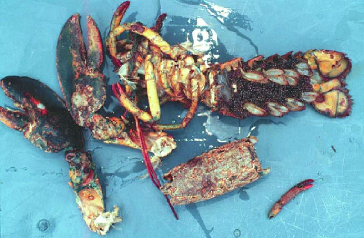 Mystery in the Sound: Why are the shells of lobsters wasting away?