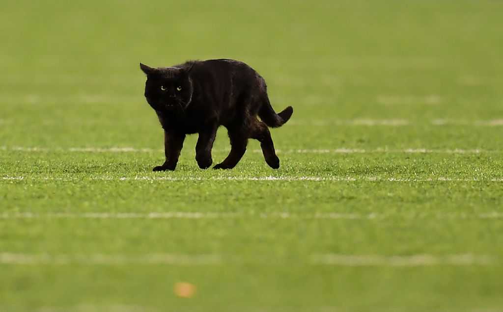 Bad Luck Black Cat Steals The Show During Monday Night Football bad-luck-black-cat-steals-the-show-during-monday-night-football