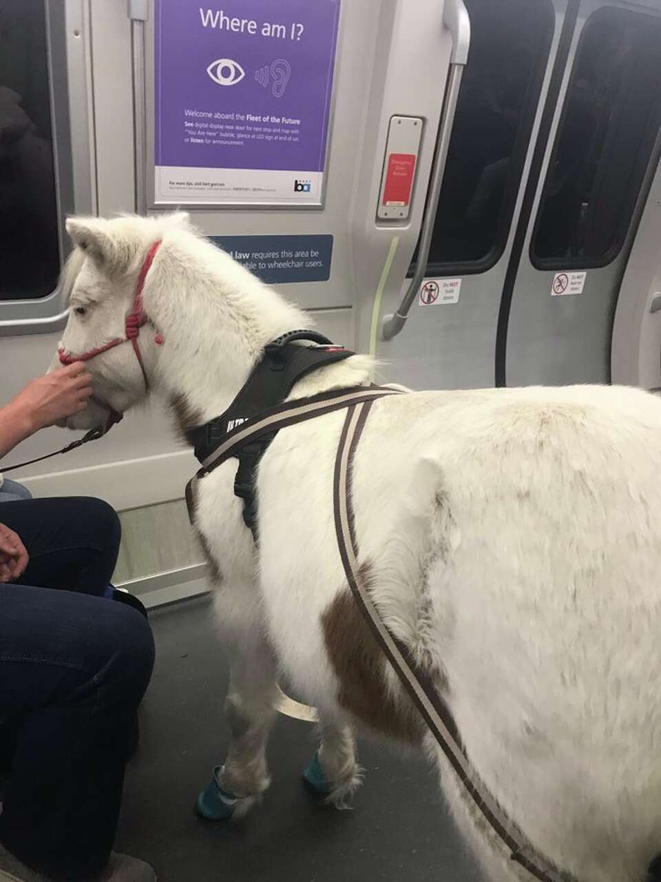Miniature horse joins BART passengers in adorable commute