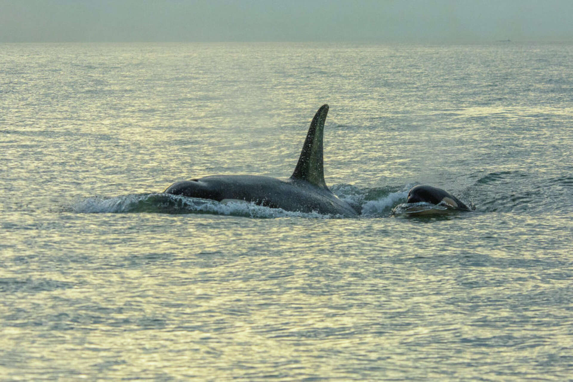 10 breathtaking spots for whale watching in Washington without a boat