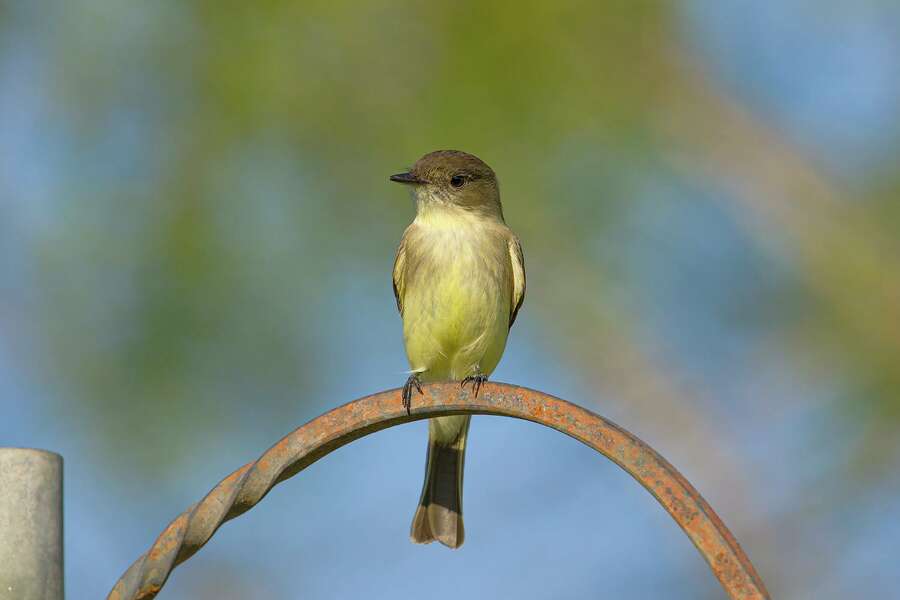 The eastern phoebe’s birdcall echoes its name - HoustonChronicle.com