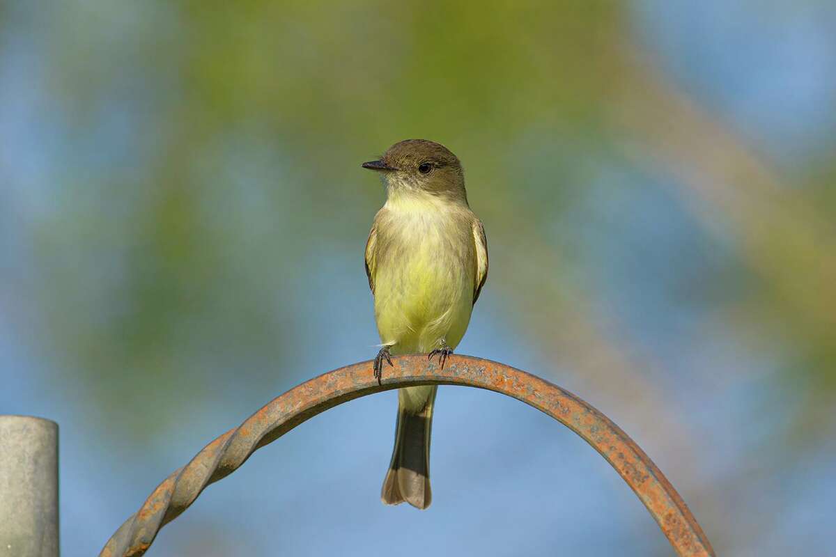 The eastern phoebe’s birdcall echoes its name - HoustonChronicle.com