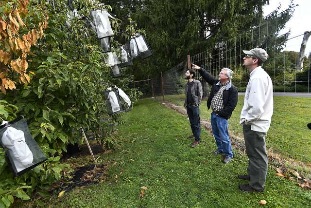 High-tech chestnuts: U.S. to consider genetically altered tree