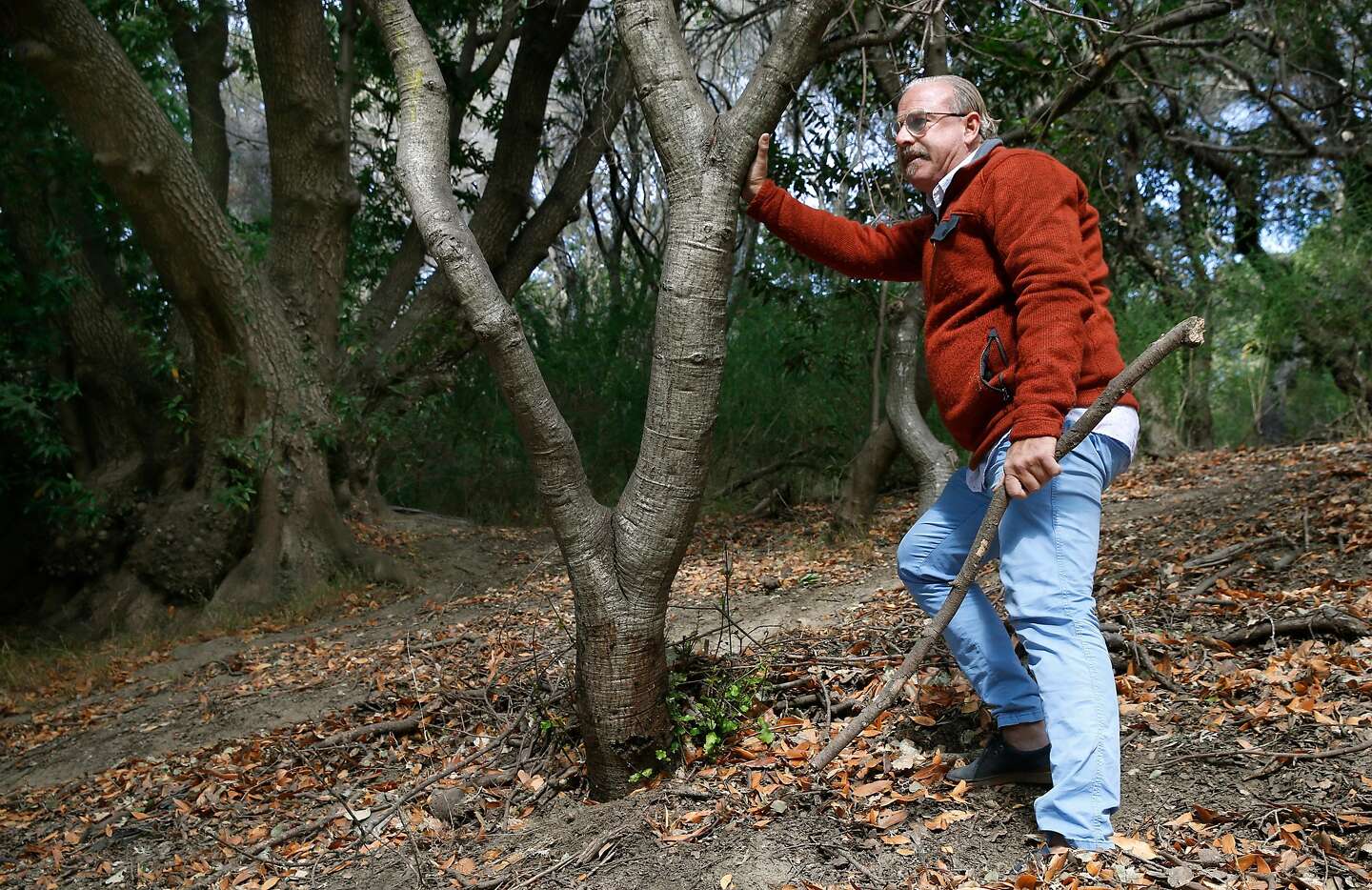 Sudden oak death spreading fast, California’s coastal forests facing ...
