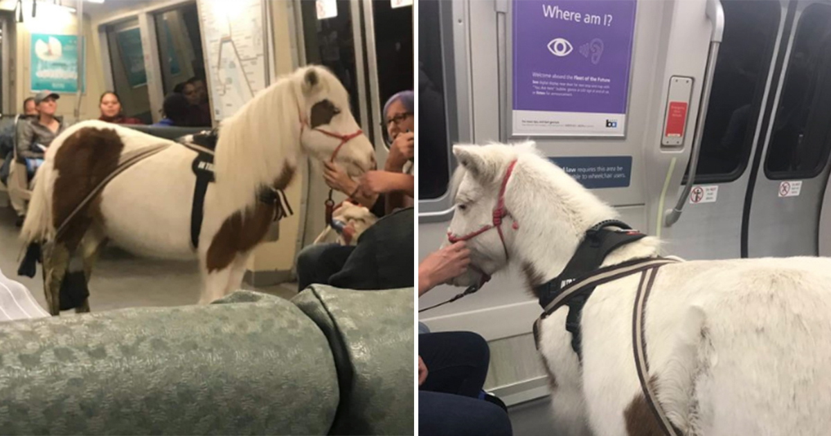 Yes, it’s true, a horse rode BART — it’s a service animal