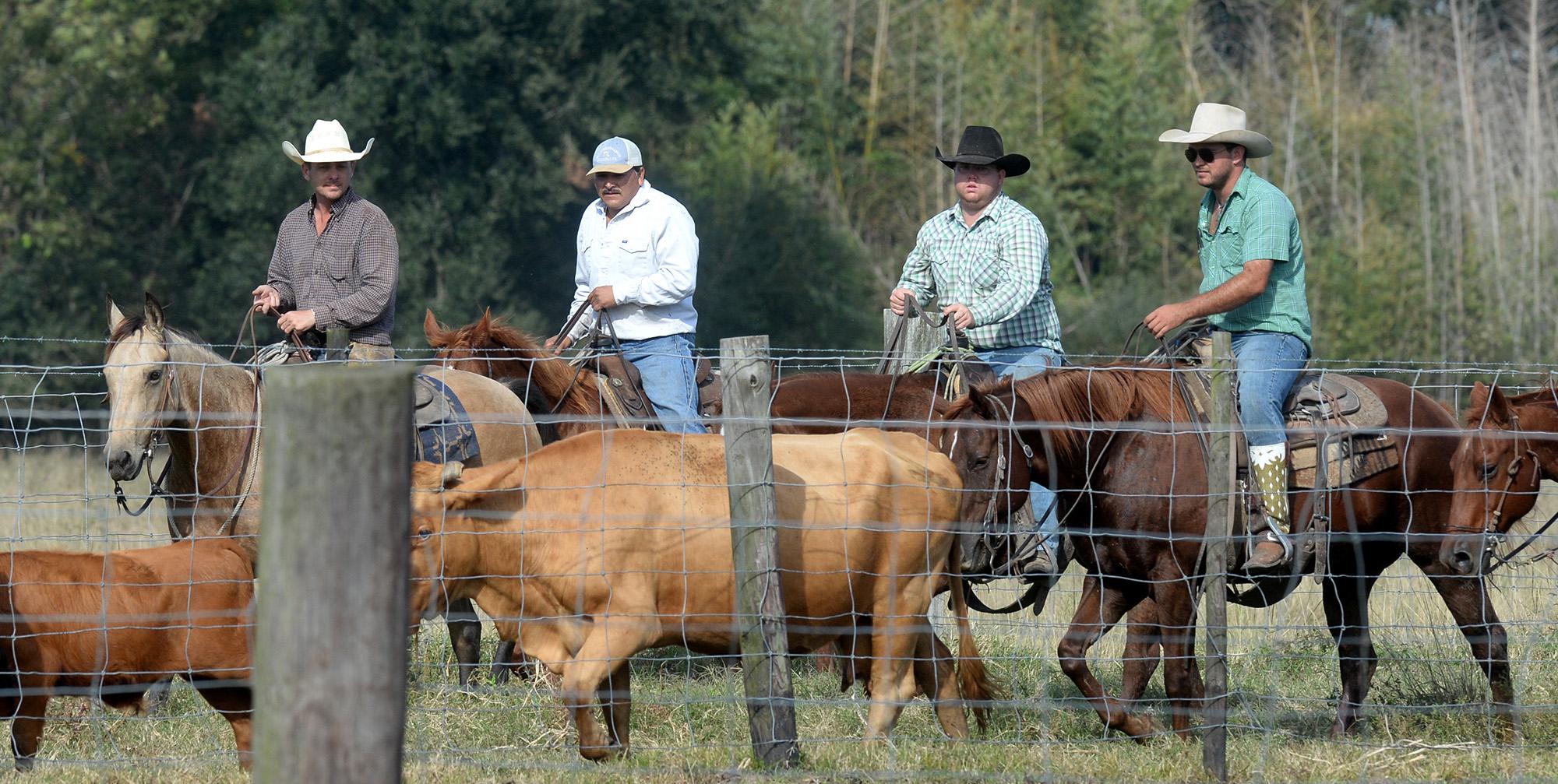 More than 200 loose cows create roadside rodeo across two SETX towns