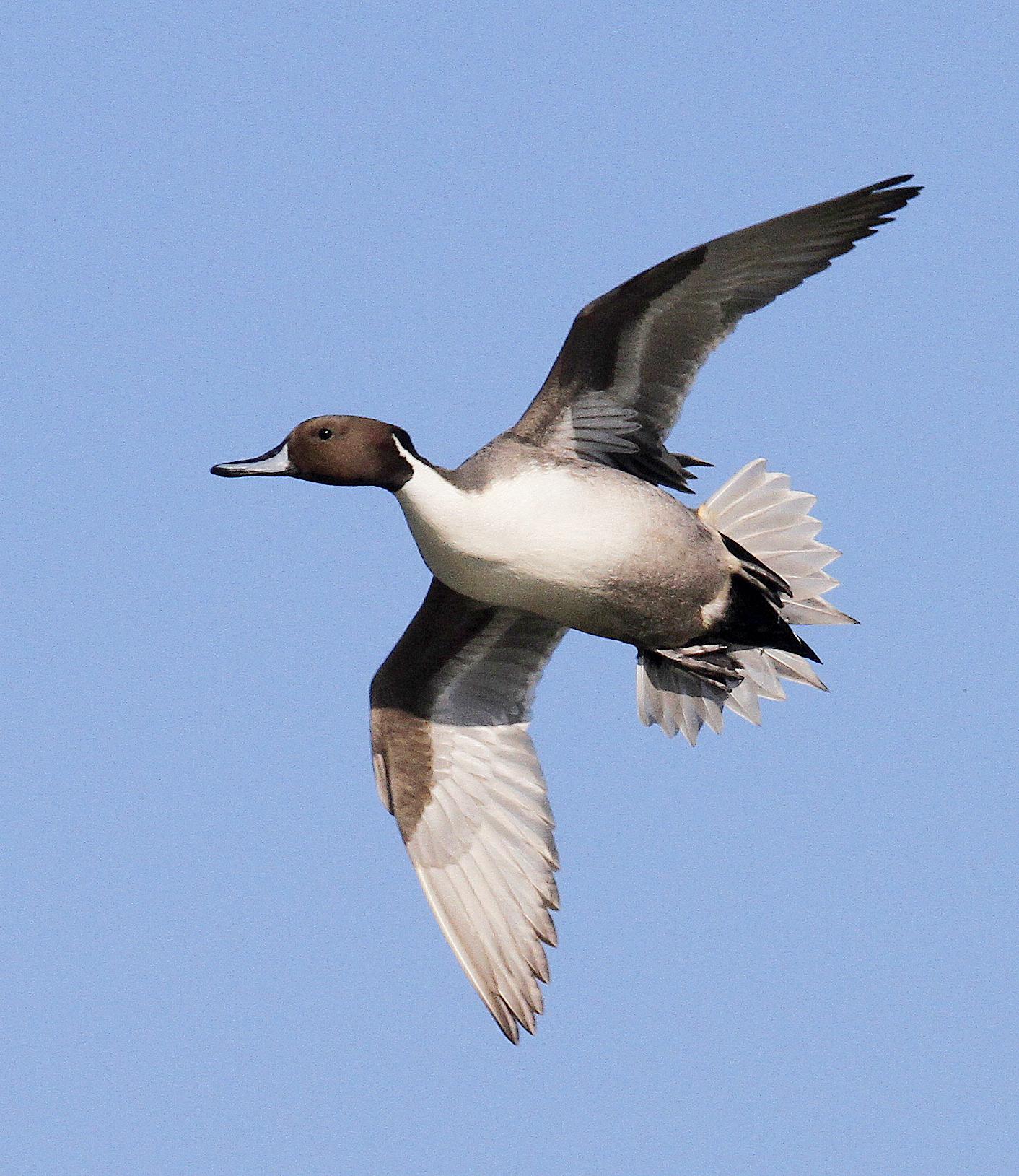 Early prospects for duck season excellent for Texas hunters