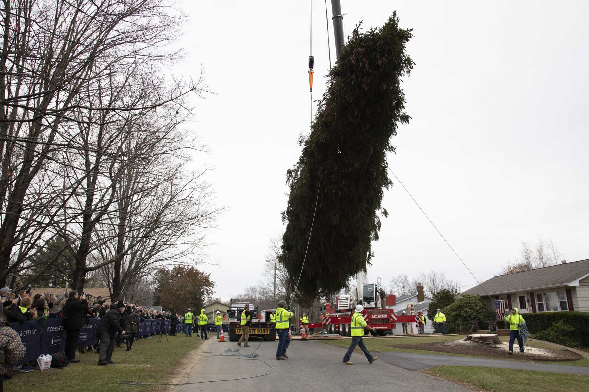 Rockefeller Center tree harvested from Florida