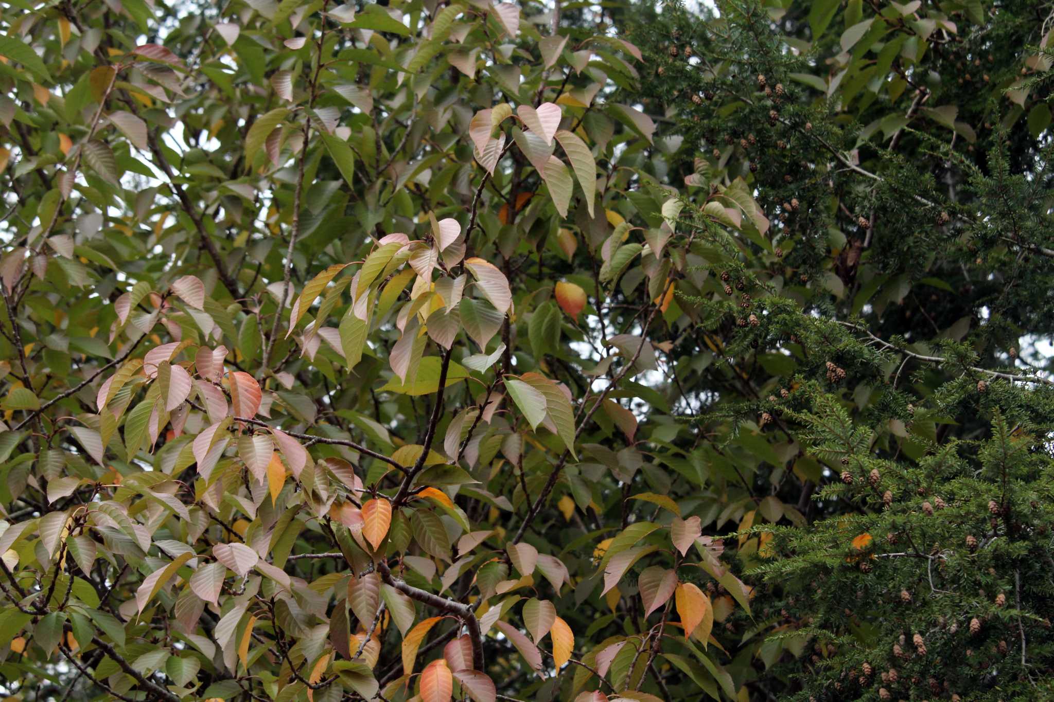 Westport Views: Fall foliage