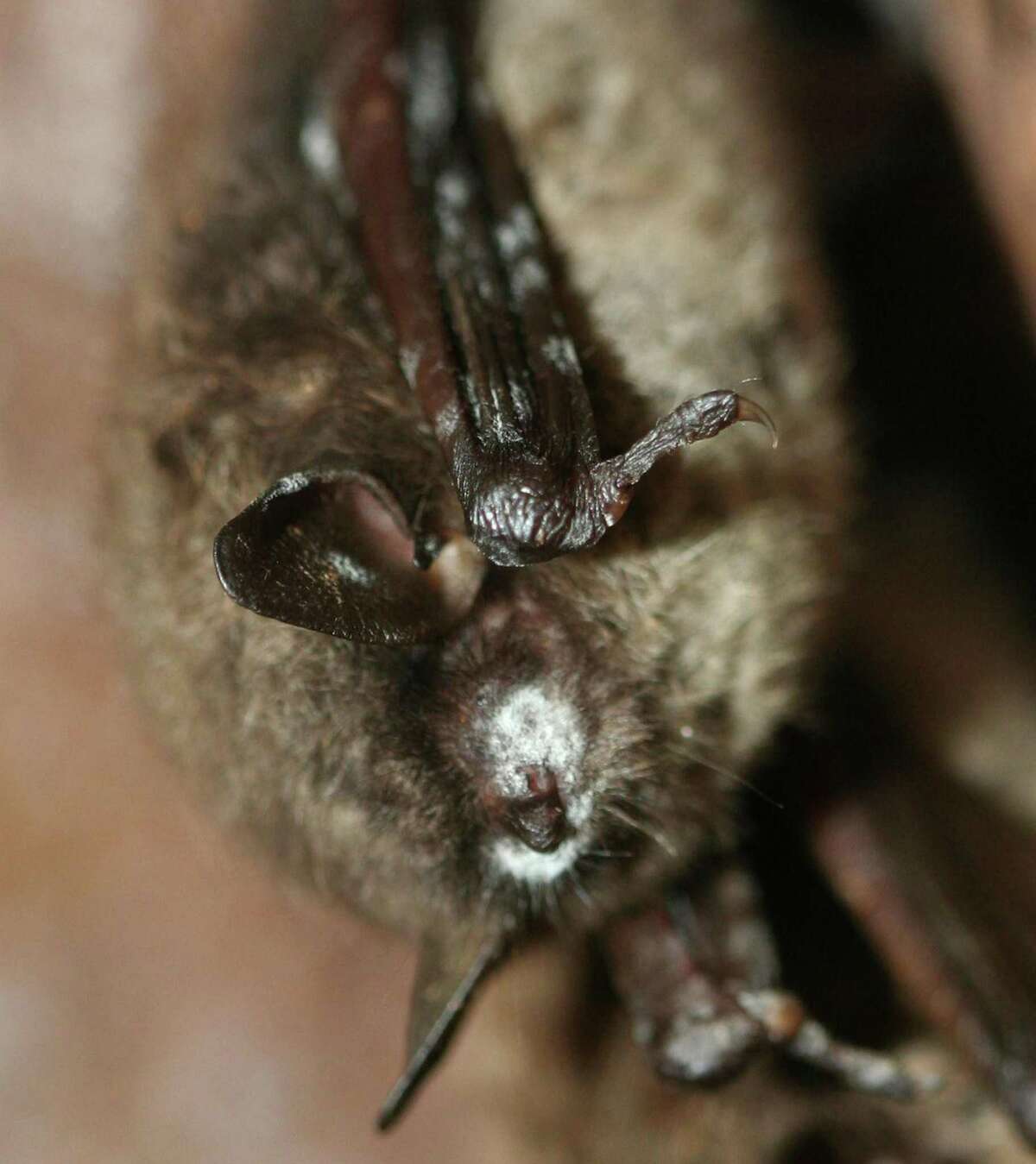 DEEP official: It could take decades to revive CT’s bat population