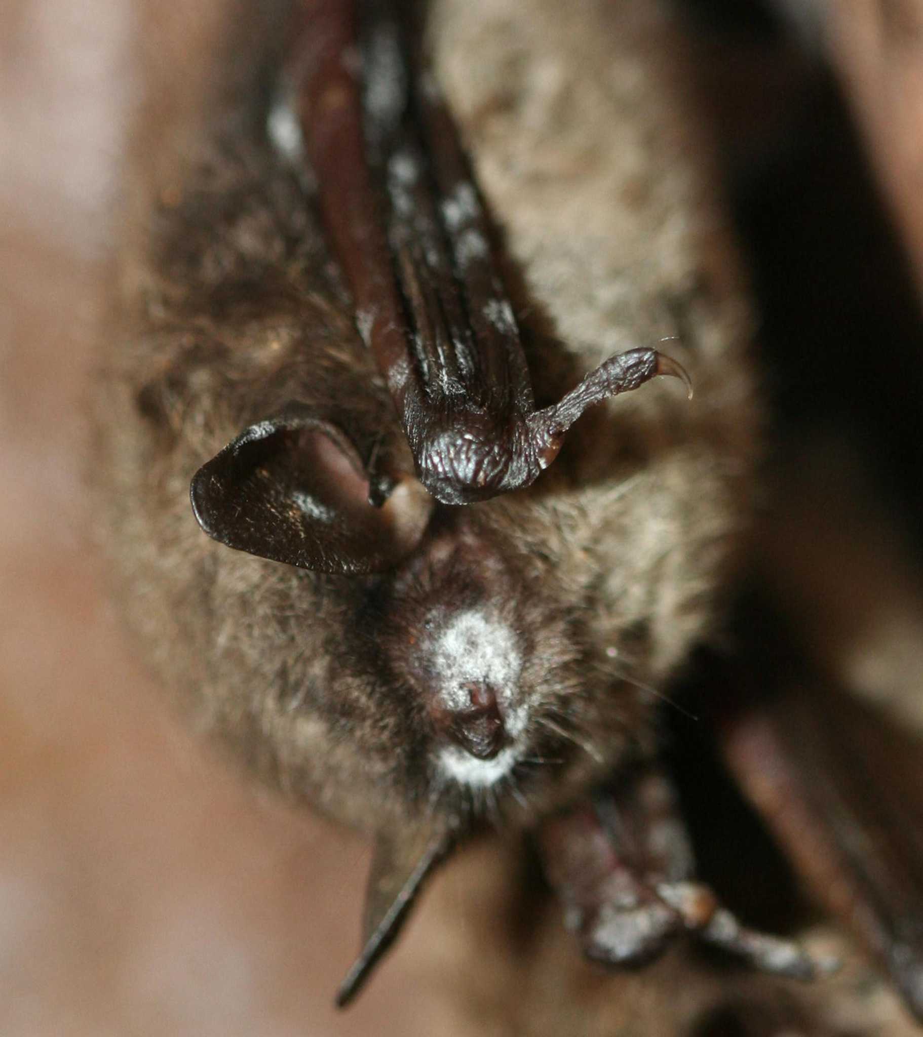 DEEP official: It could take decades to revive CT’s bat population