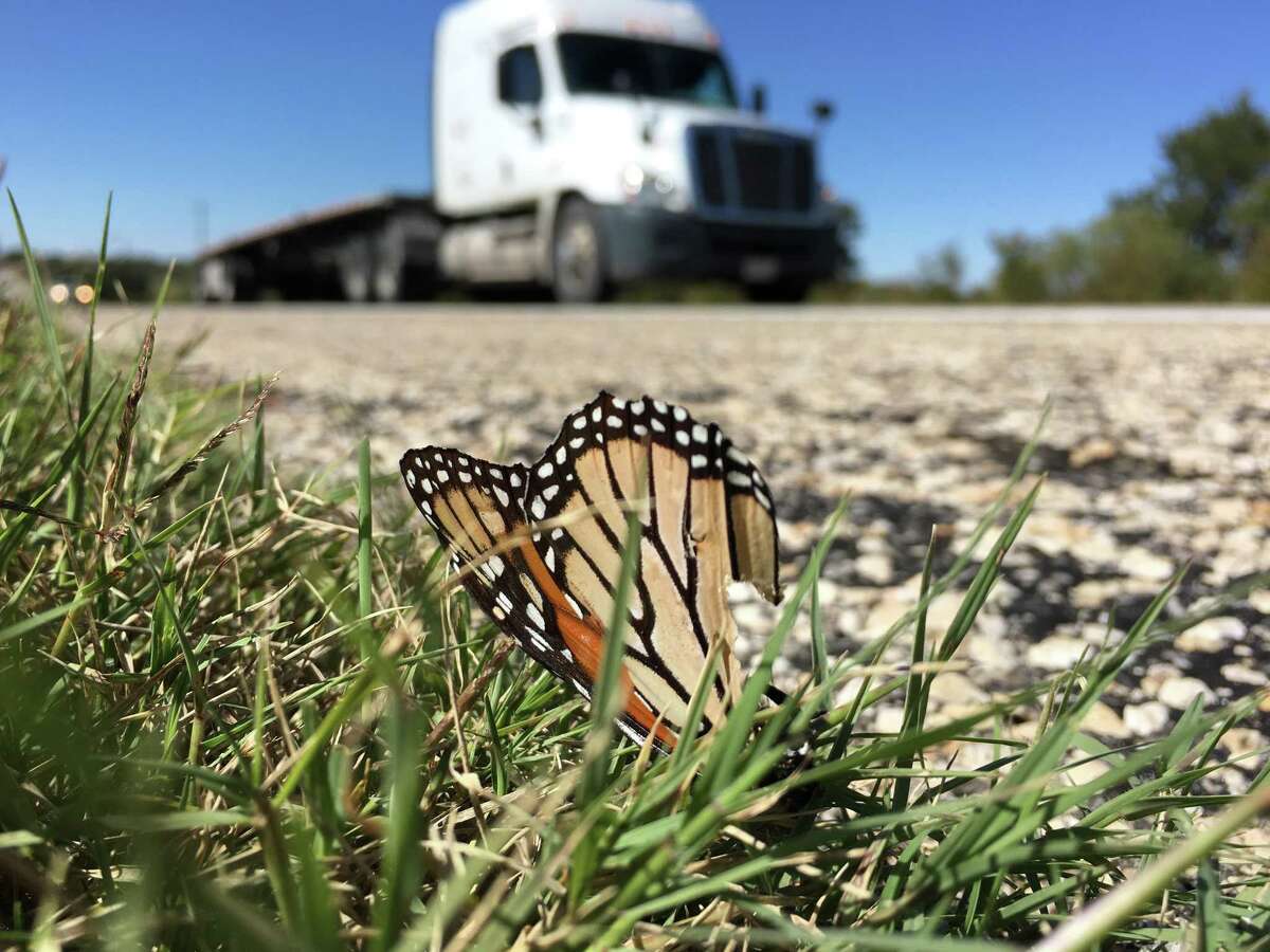 Researchers work to keep millions of monarch butterflies from dying on ...