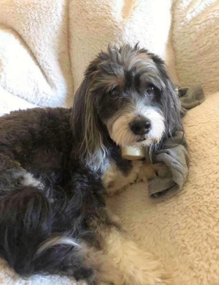 Guilford police seek missing dog