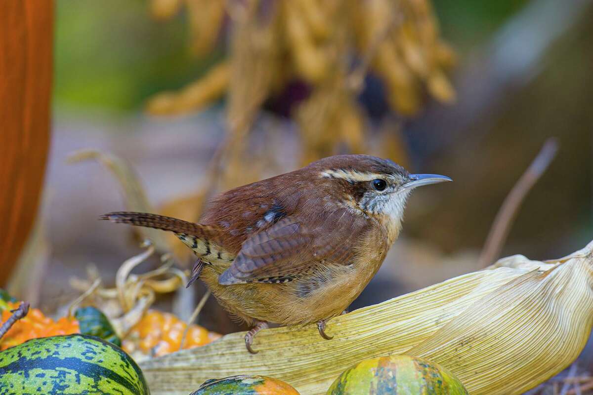 Welcome Carolina wrens with a wreath