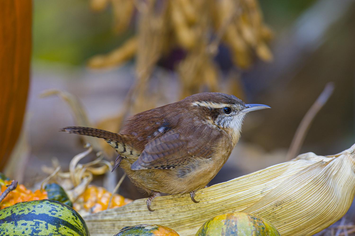 Welcome Carolina wrens with a wreath