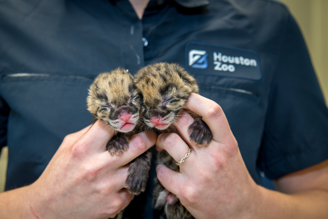 Houston Zoo welcomes pair of baby clouded leopards