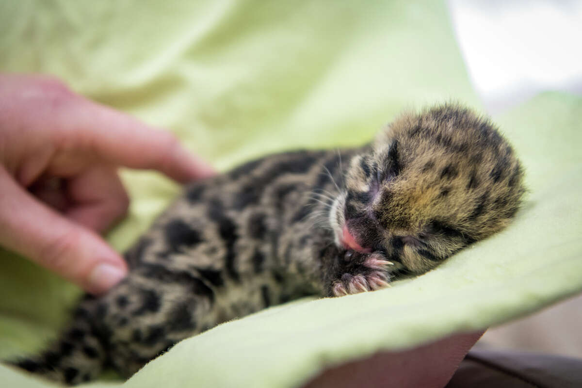 Houston Zoo welcomes pair of baby clouded leopards